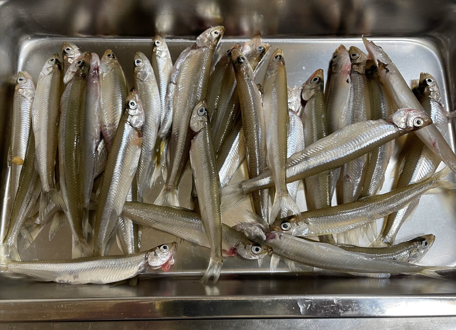 ボートわかさぎ釣り＠相模湖天狗岩: 釣りブログ ”海と川のリソース”